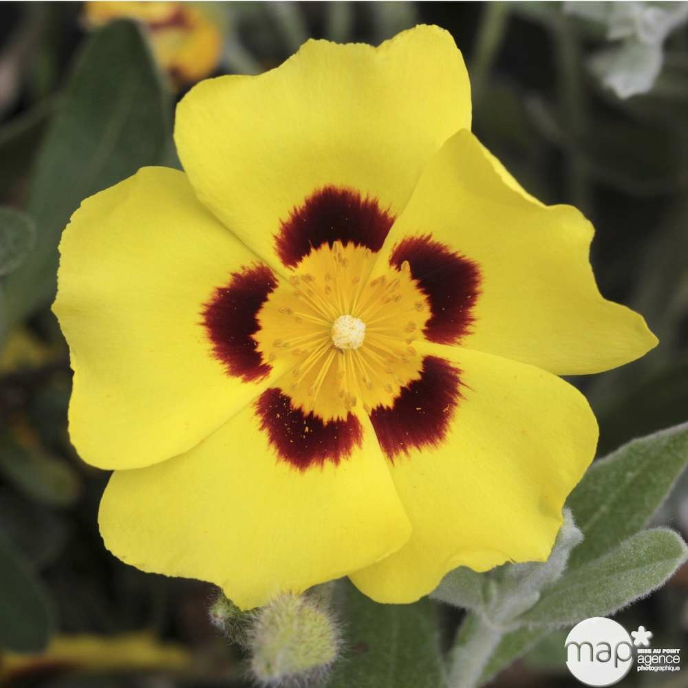 Halimium lasianthum subsp.formosum : c4l | Truffaut