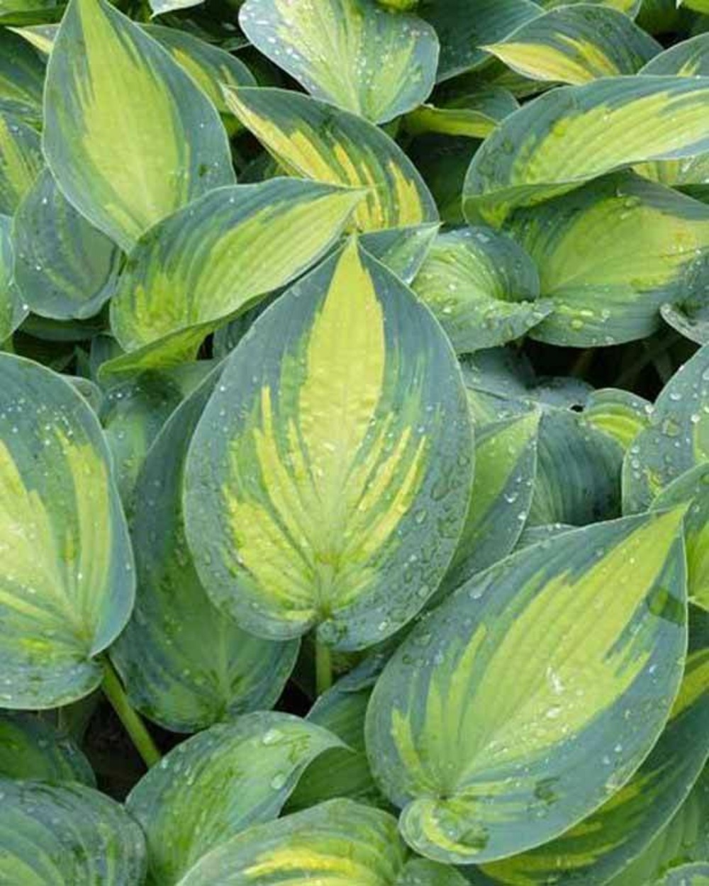 Hosta june fever extra - le pot / 3l | Truffaut