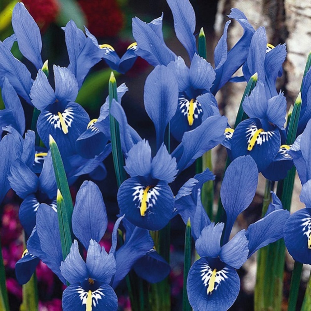 50 x iris bot reticulata bleu - 50 x iris bot reticulata blauw | Truffaut