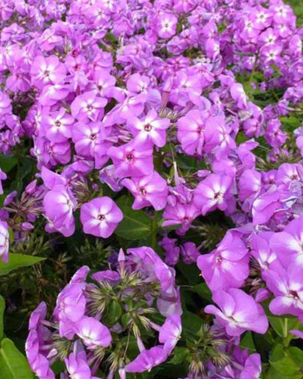 3 phlox hybride barten lilac flame - les 3 pots / ø 9cm | Truffaut