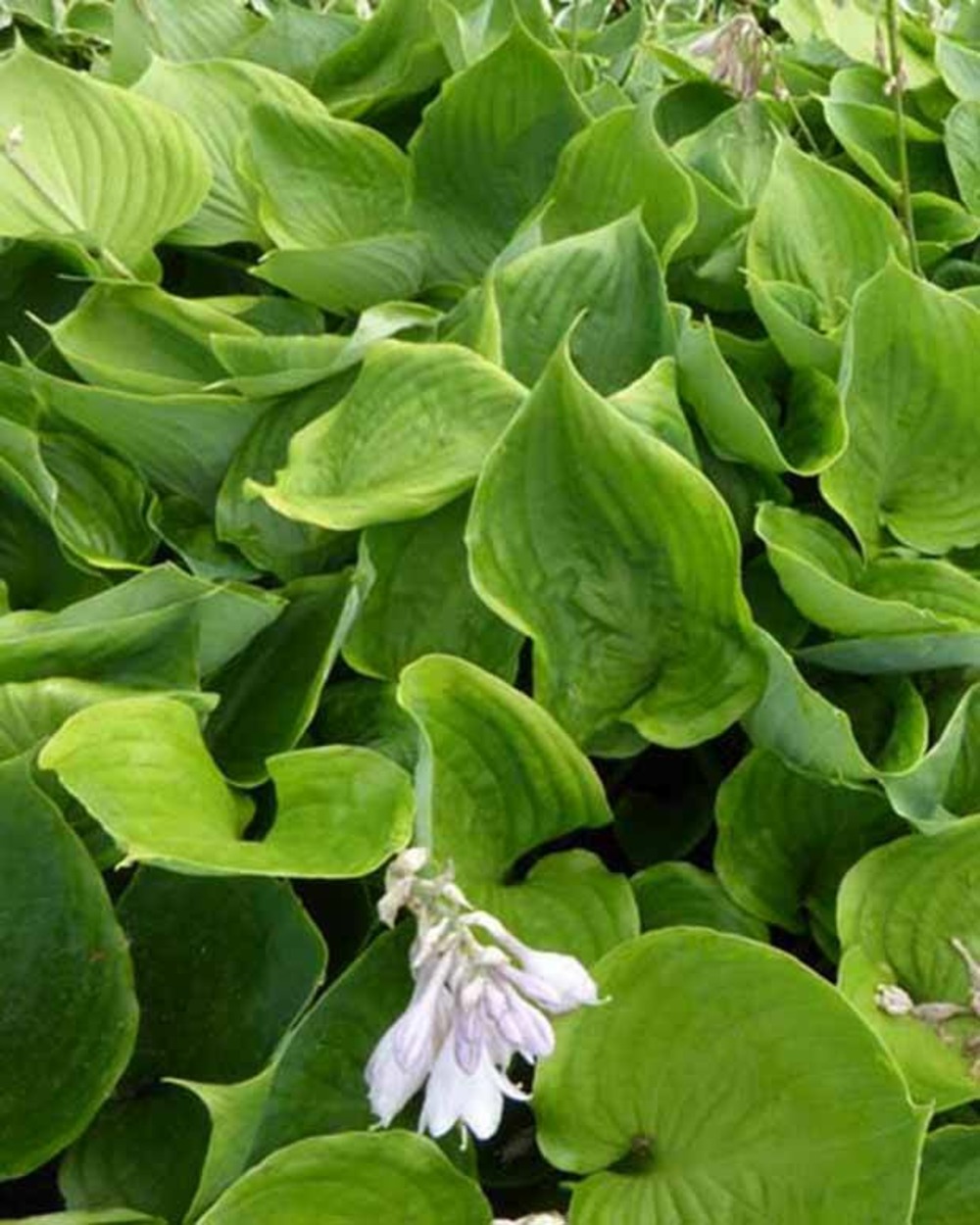 Hosta sum of all - le pot / ø 9cm | Truffaut