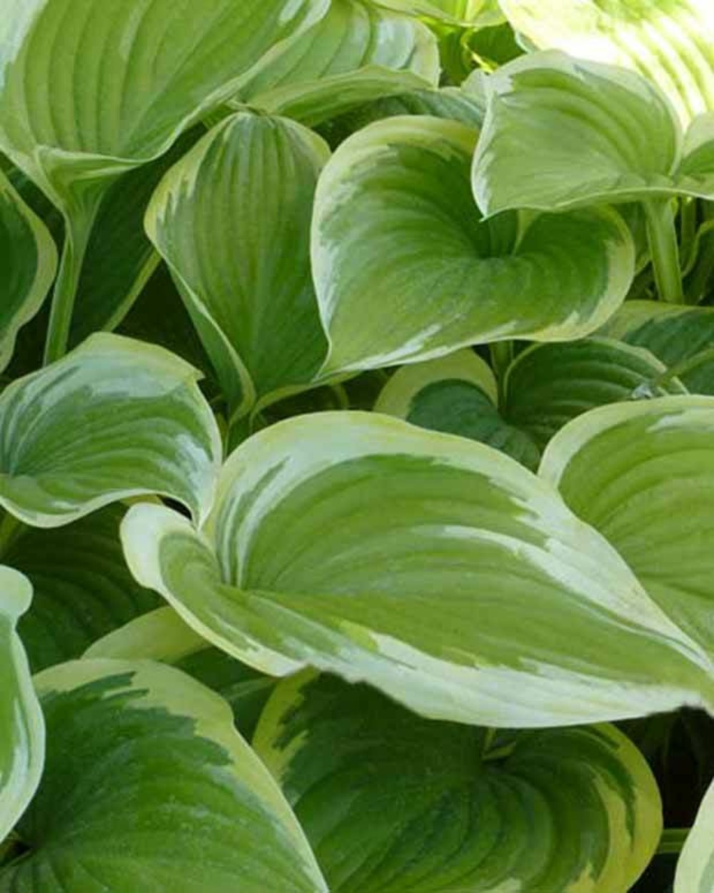 Hosta victory - le pot / ø 9cm, vendu par lot de 4 | Truffaut