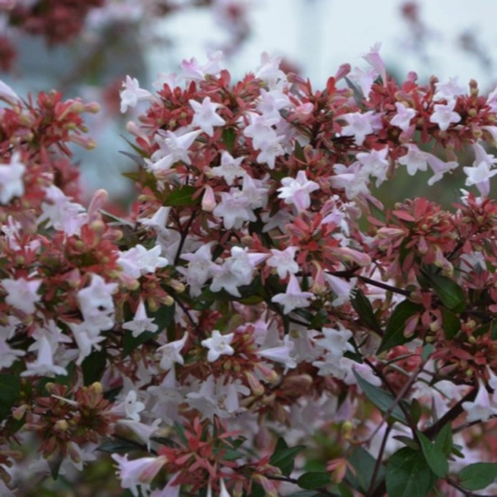 Abélia x grandiflora 'raspberry profusion' (abelia x grandiflora ...