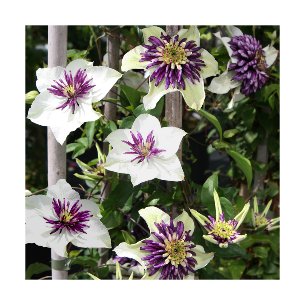 Clématite florida viennetta™ 'evipo006'/clematis florida viennetta ...