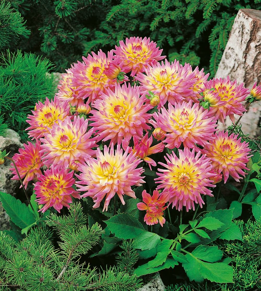 Dahlia melody gipsy | Truffaut