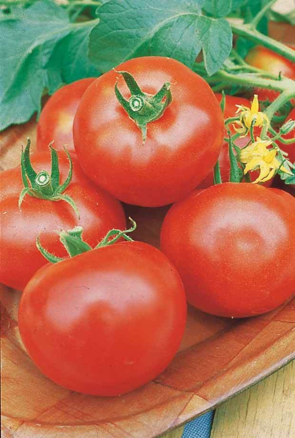 3 plants tomate pyros f1, les 3 pots / ø 10.5cm | Truffaut