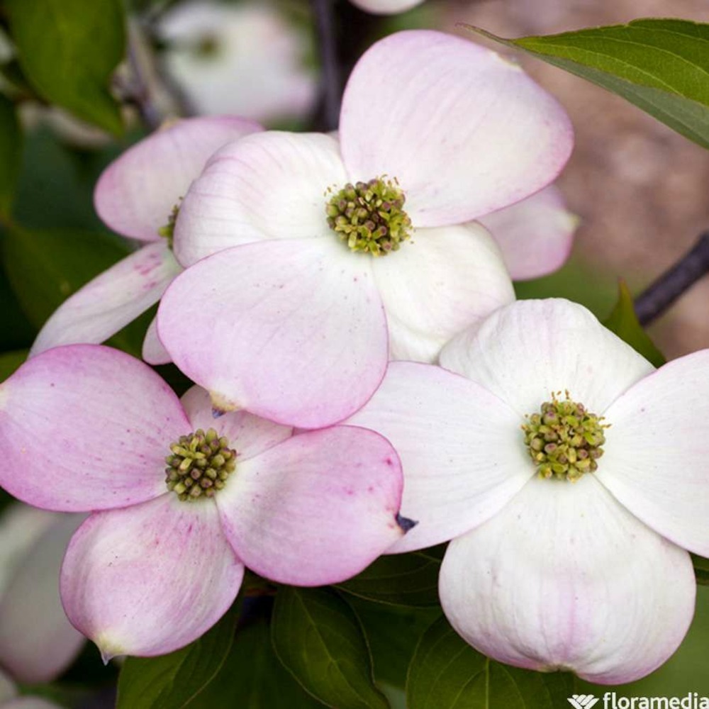 Cornus x rutgersensis 'stellar pink':pot 10l | Truffaut
