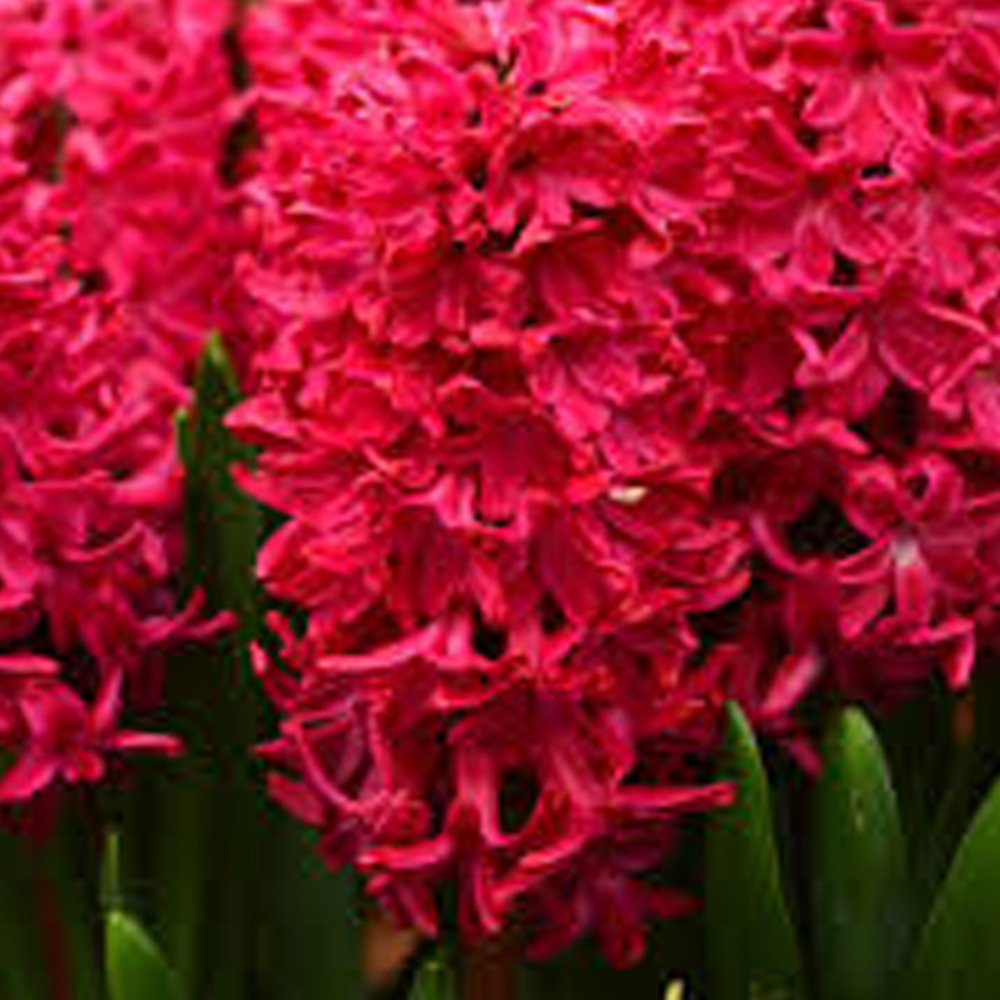 25 x jacinthe rouge - bulbes à fleurs de printemps | Truffaut