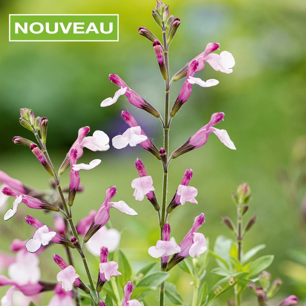 Sauge greggii joy - 3 godets plante vivace | Truffaut