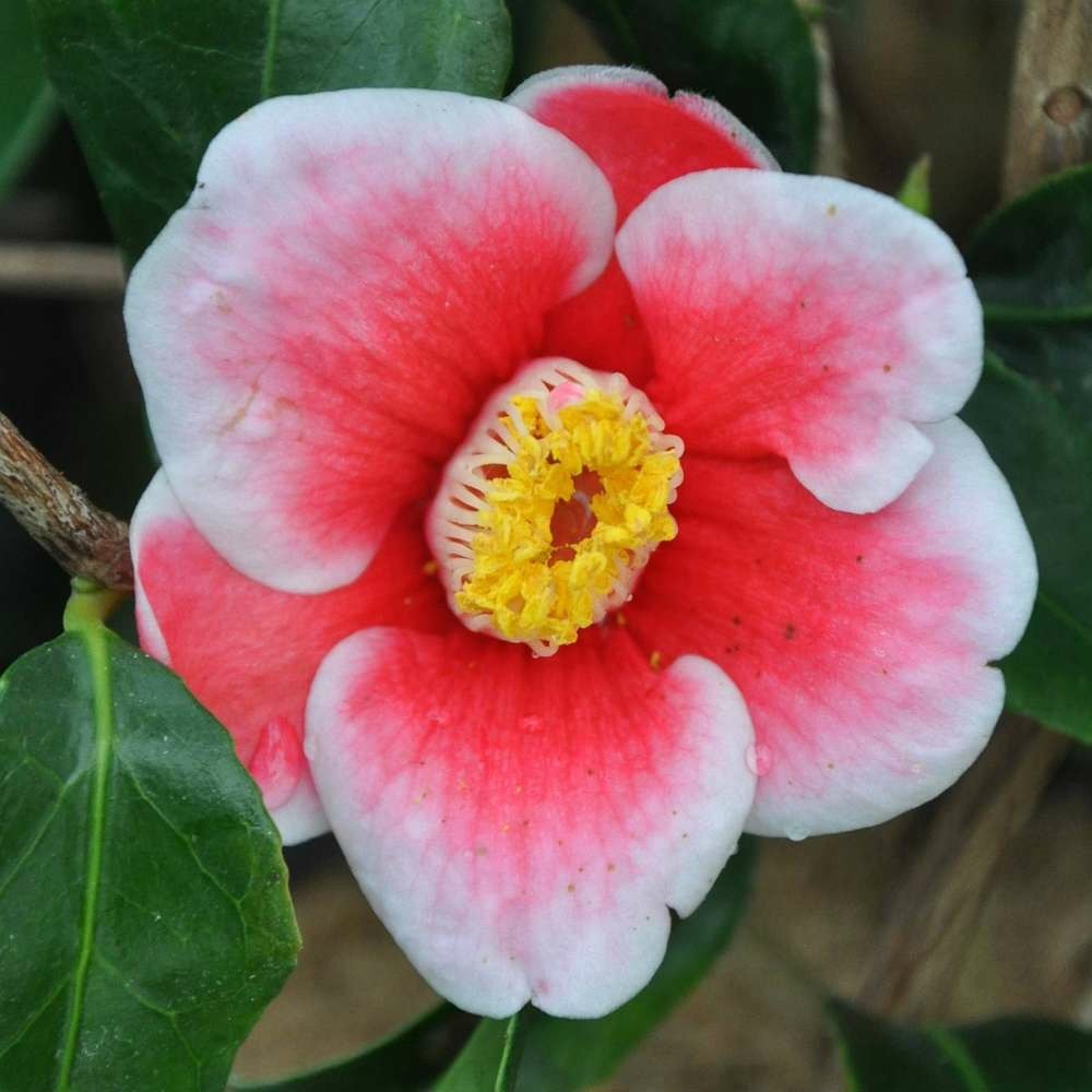 Camelia japonica tama-no-ura : c.7,5l | Truffaut