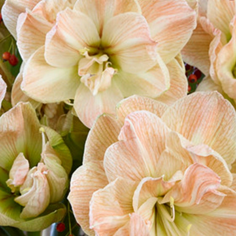 Bulbe d'amaryllis exotic nymph qualité supérieure calibre 32+ | Truffaut