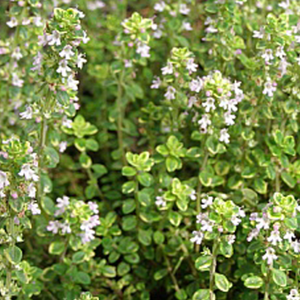 6 x thym citron 'aureus' - thymus citriodorus 'aureus' - godet 9cm x ... 6 x thym citron 'aureus' - thymus citriodorus 'aureus' - godet 9cm x ...