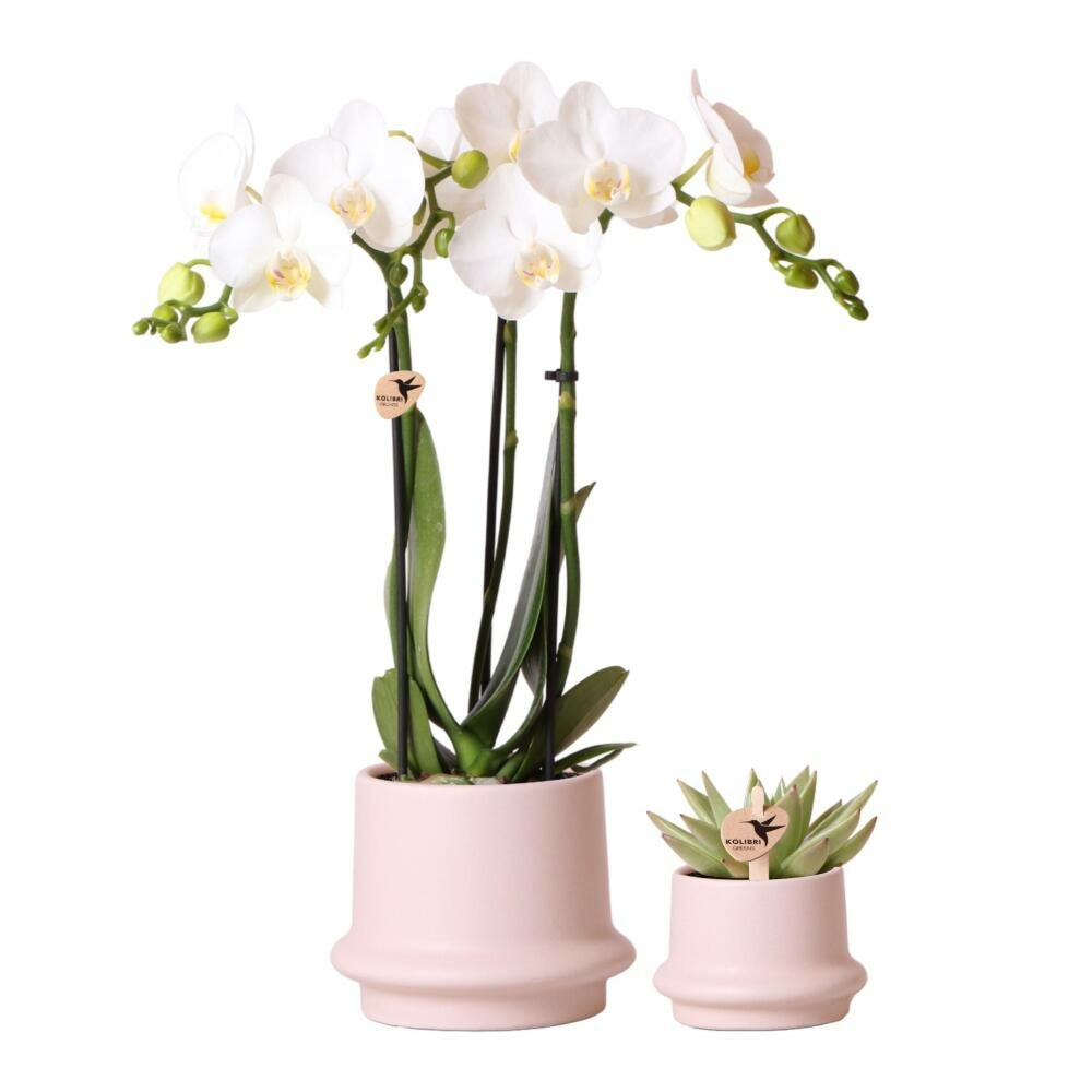 Kolibri orchids - set de plantes ring - set avec une orchidée ...