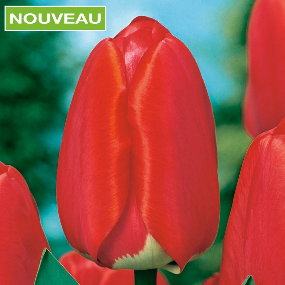 Tulipe spring song - 10 bulbes | Truffaut