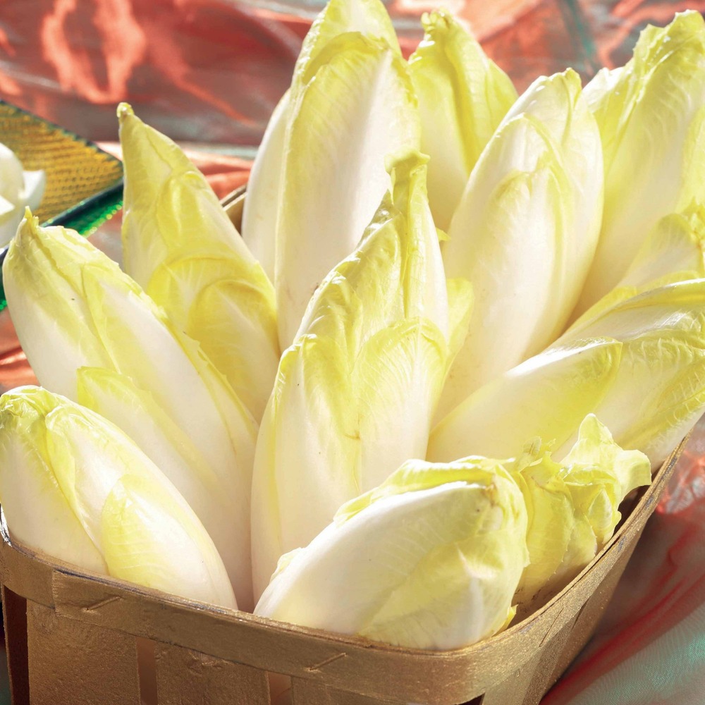 Chicorée witloof atlas f1 - endive, le sachet / 1g / 600 graines | Truffaut