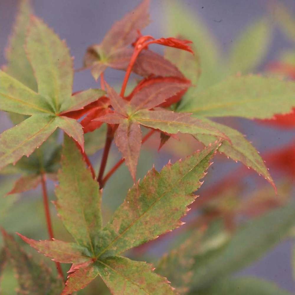 Acer palmatum shindeshojo : c.10l | Truffaut