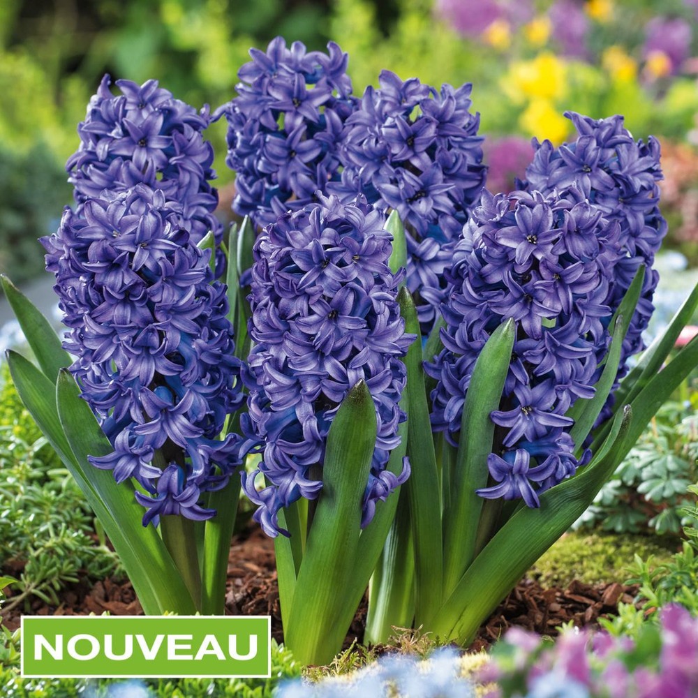 Jacinthe blue trophy - 2 bulbes | Truffaut
