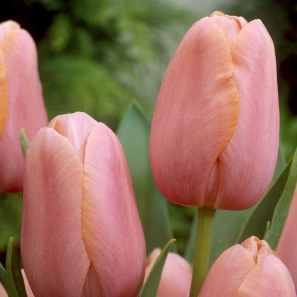 50 x tulipe menton - 50 x tulp menton | Truffaut