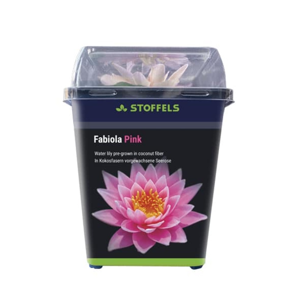 Nymphaea fabiola rose précultivé | Truffaut