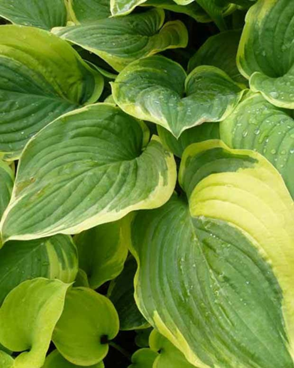 Hosta fragrant dream - le pot / ø 9cm | Truffaut