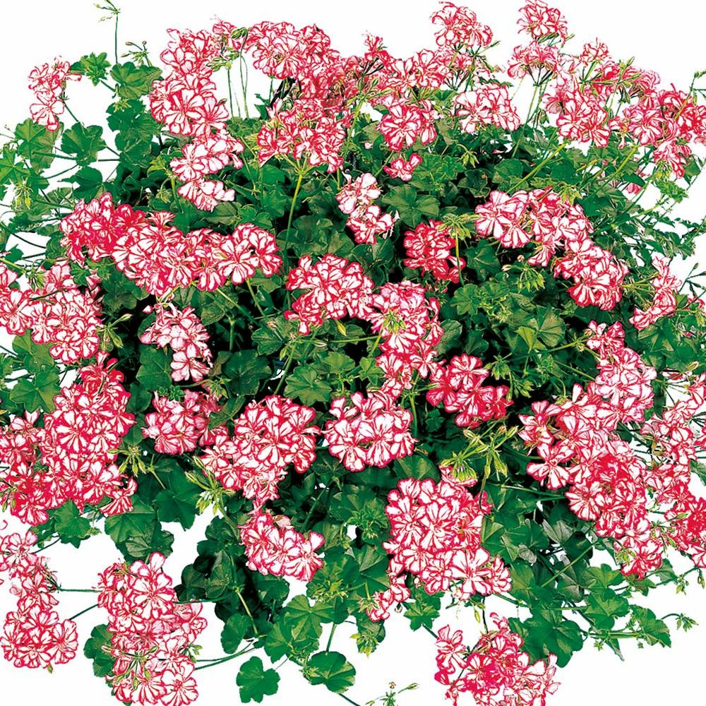 Geranium lierre rouge blanc - 3 godets plante annuelle | Truffaut