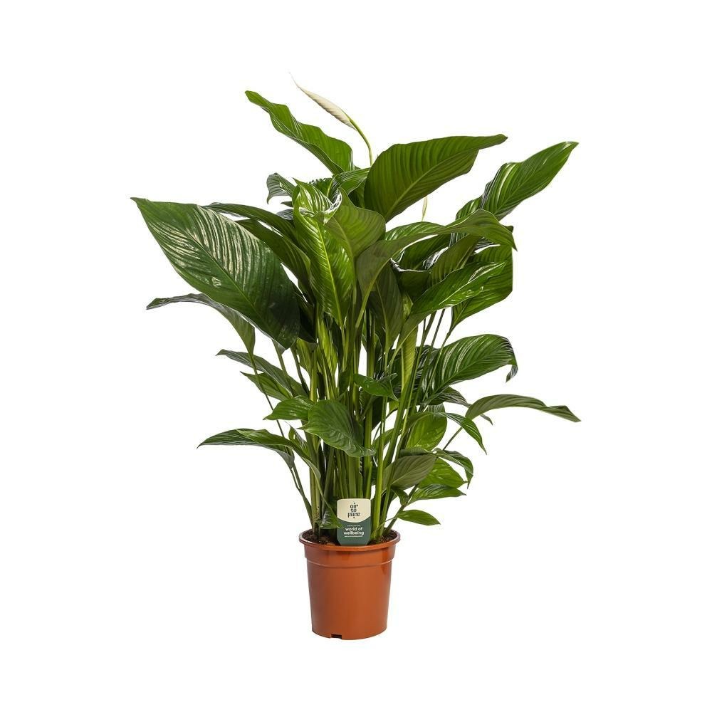 Truffaut Plante D Interieur