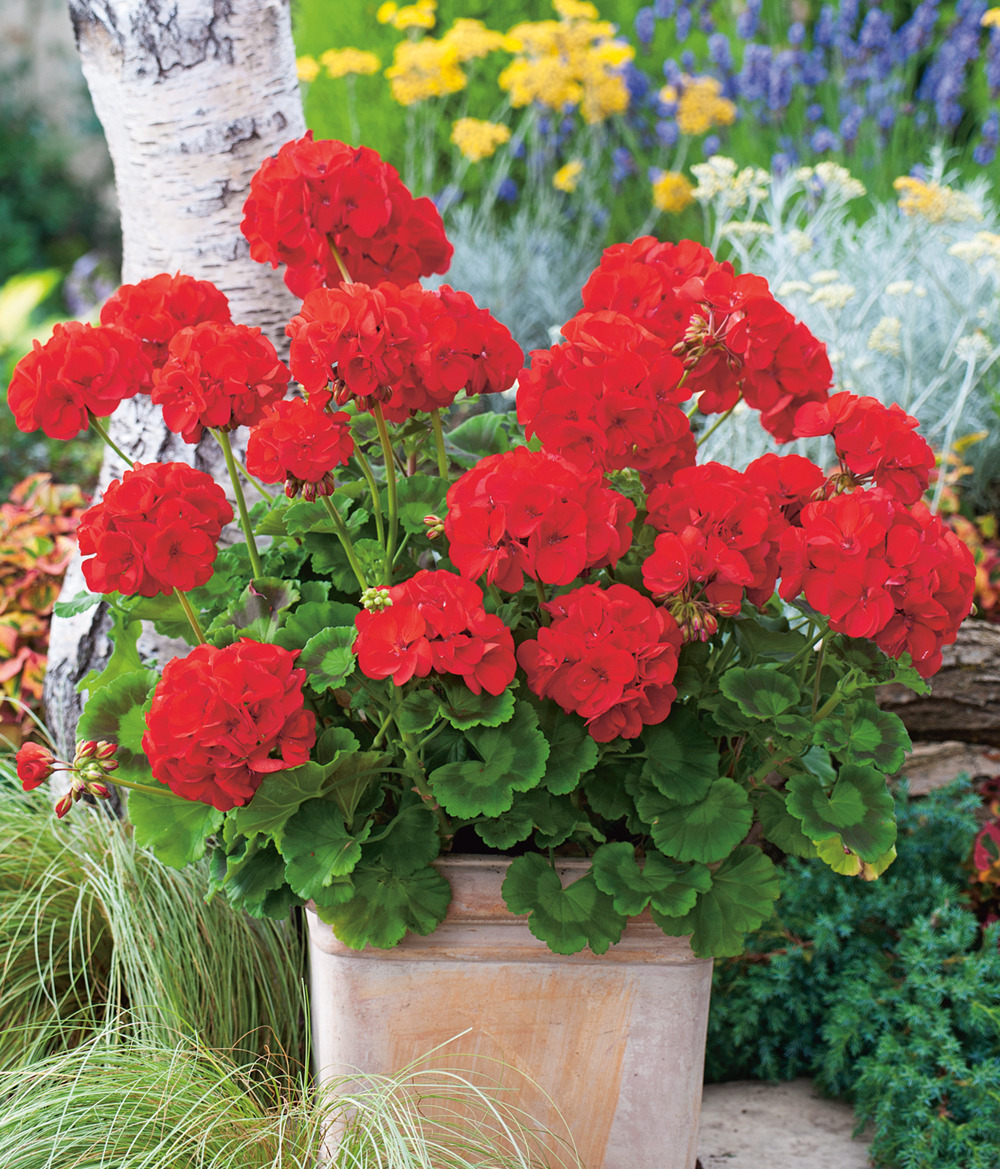 Geranium zonale rouge - 3 godets plante annuelle | Truffaut