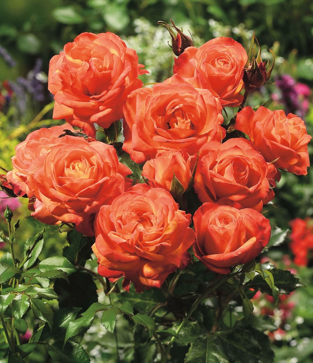 Rosier polyantha orange sensation - le rosier | Truffaut