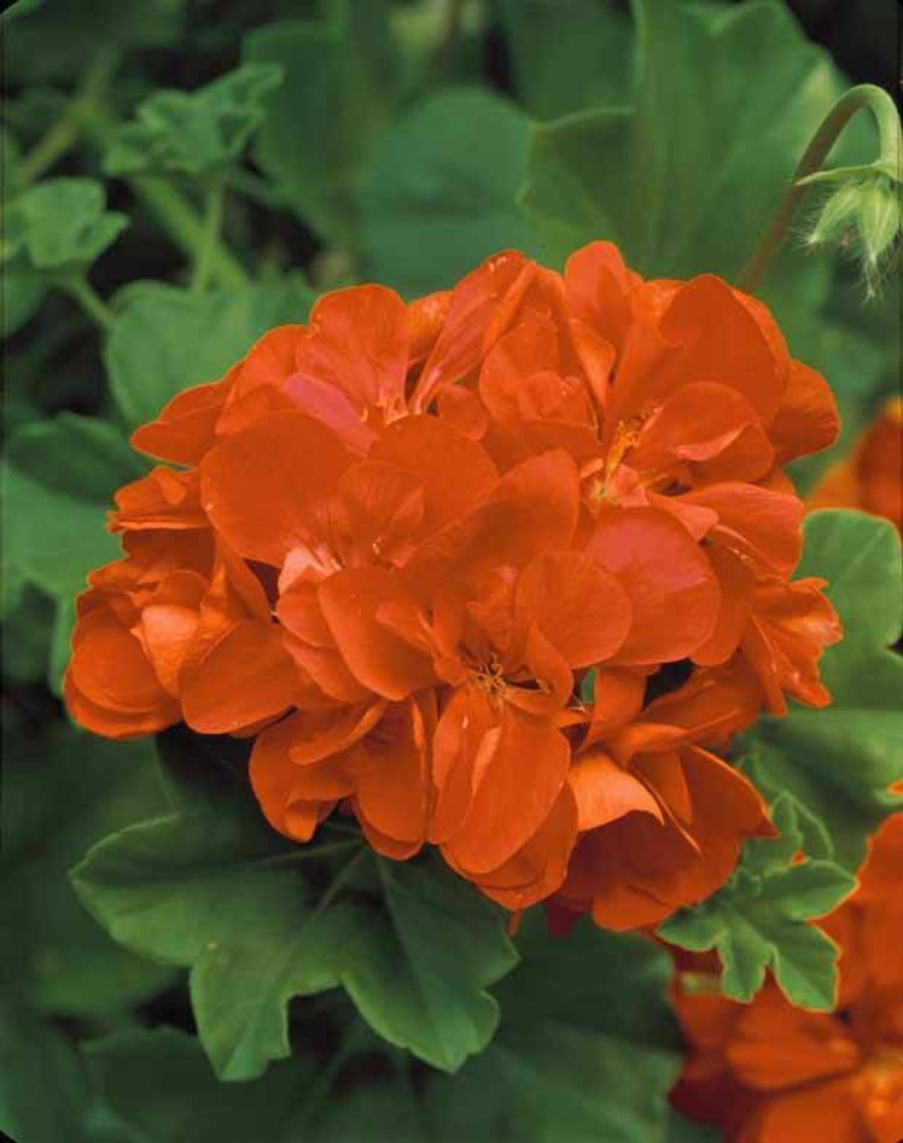 Géranium à massif orange f1, le sachet / 10 graines | Truffaut