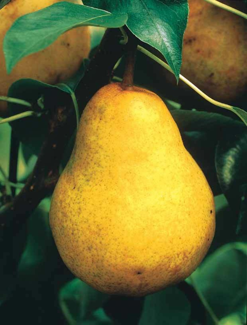 Poire william's bon chrétien en palmette - la pièce en racine nue ...