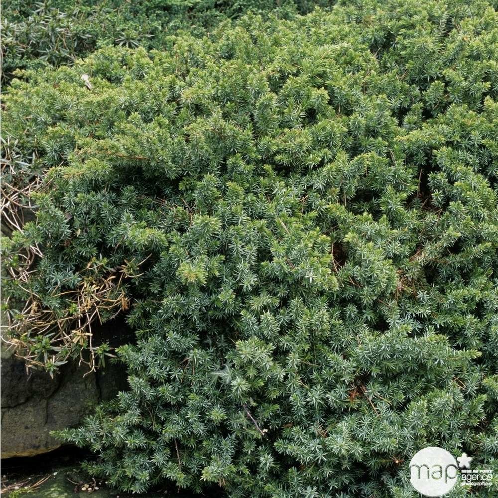 Juniperus chinensis 'blue alps':pot 4l | Truffaut