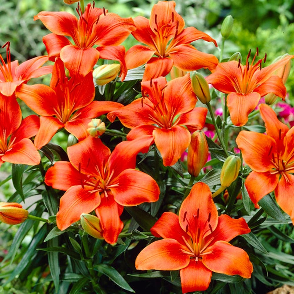 Bulbes de lys rouge pixie x10 qualité supérieure calibre 16/18 | Truffaut