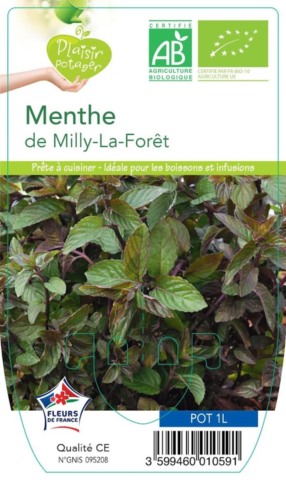 Menthe milly la forêt plante ab pot 1l - plant d'aromatique du jardin ...