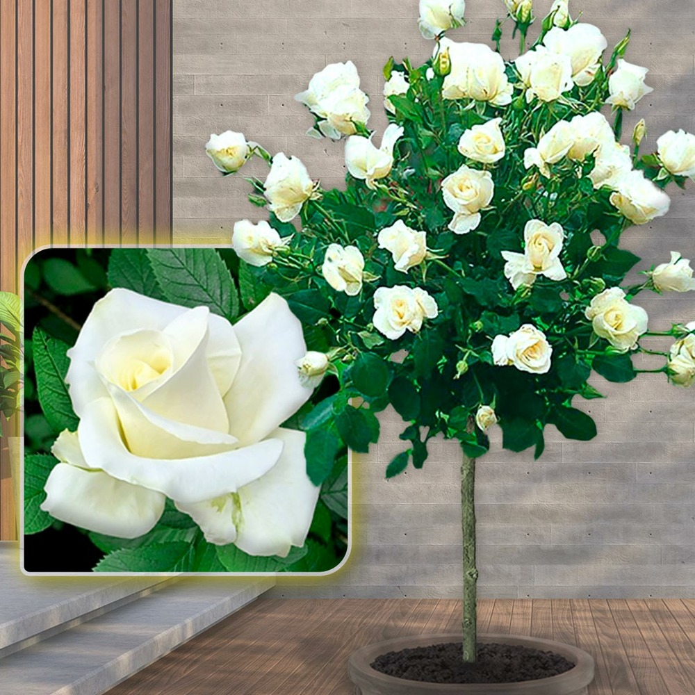 Rosier sur tige pascalie - 120 cm - pour pots et pleine terre - idéal ...