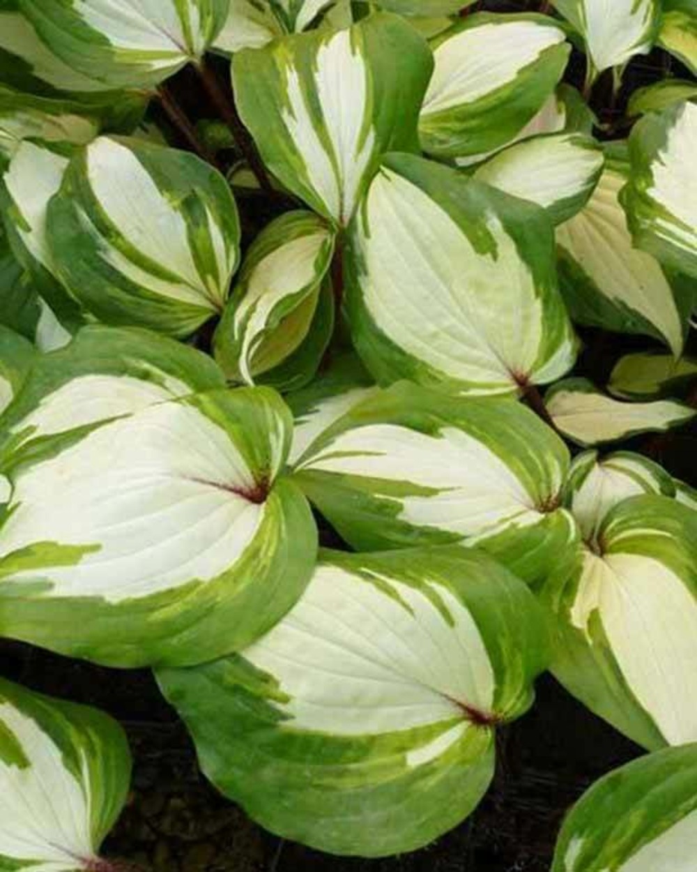 Hosta raspberry sundae funkia - le pot / ø 9cm | Truffaut