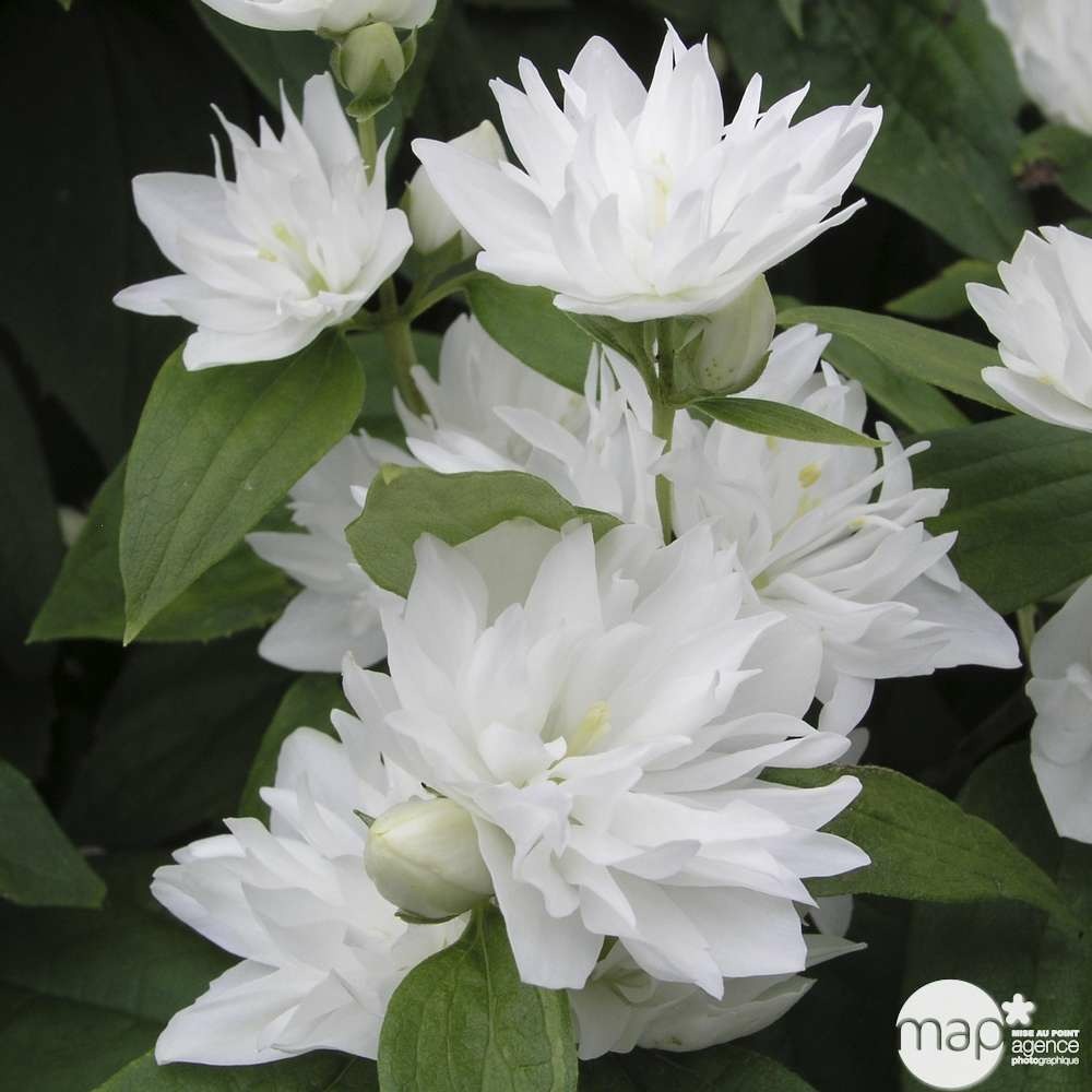 Philadelphus x 'snowflake' : 4l | Truffaut