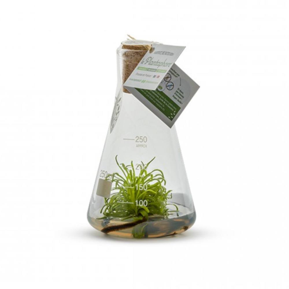 Plantaphore erlen 250 ml blanc - carnivore | Truffaut