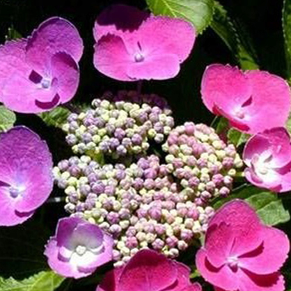 hydrangea taube