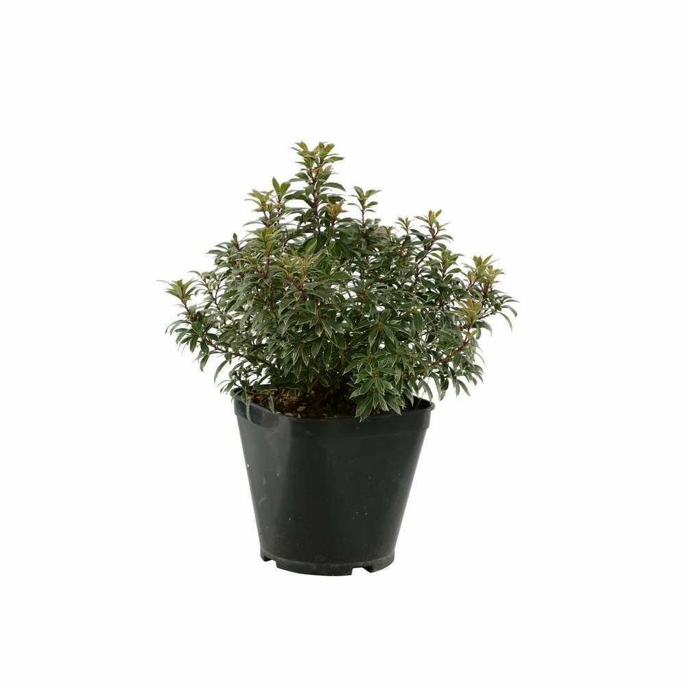 Pieris nain 'little heath green' : h 30/40 cm conteneur 3 litres | Truffaut