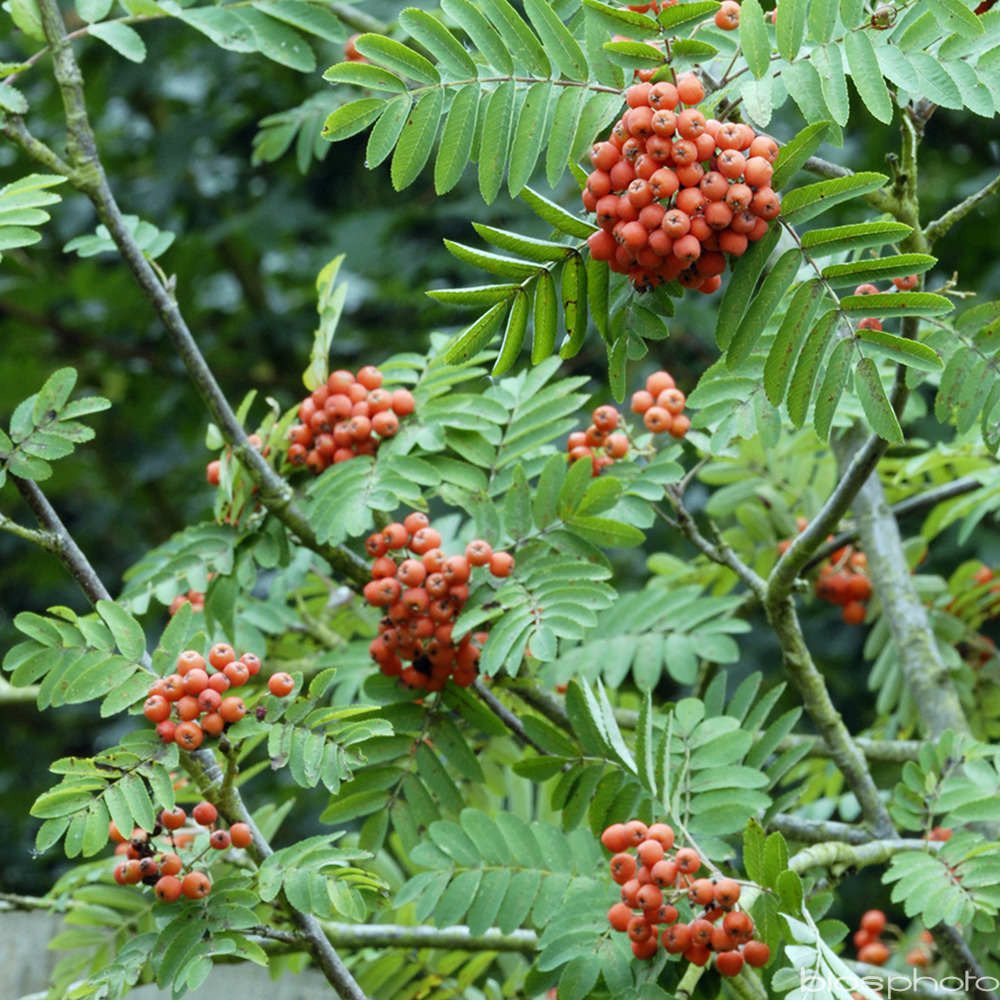 Sorbus aucuparia 'sheerwater seedling' : c7.5l | Truffaut