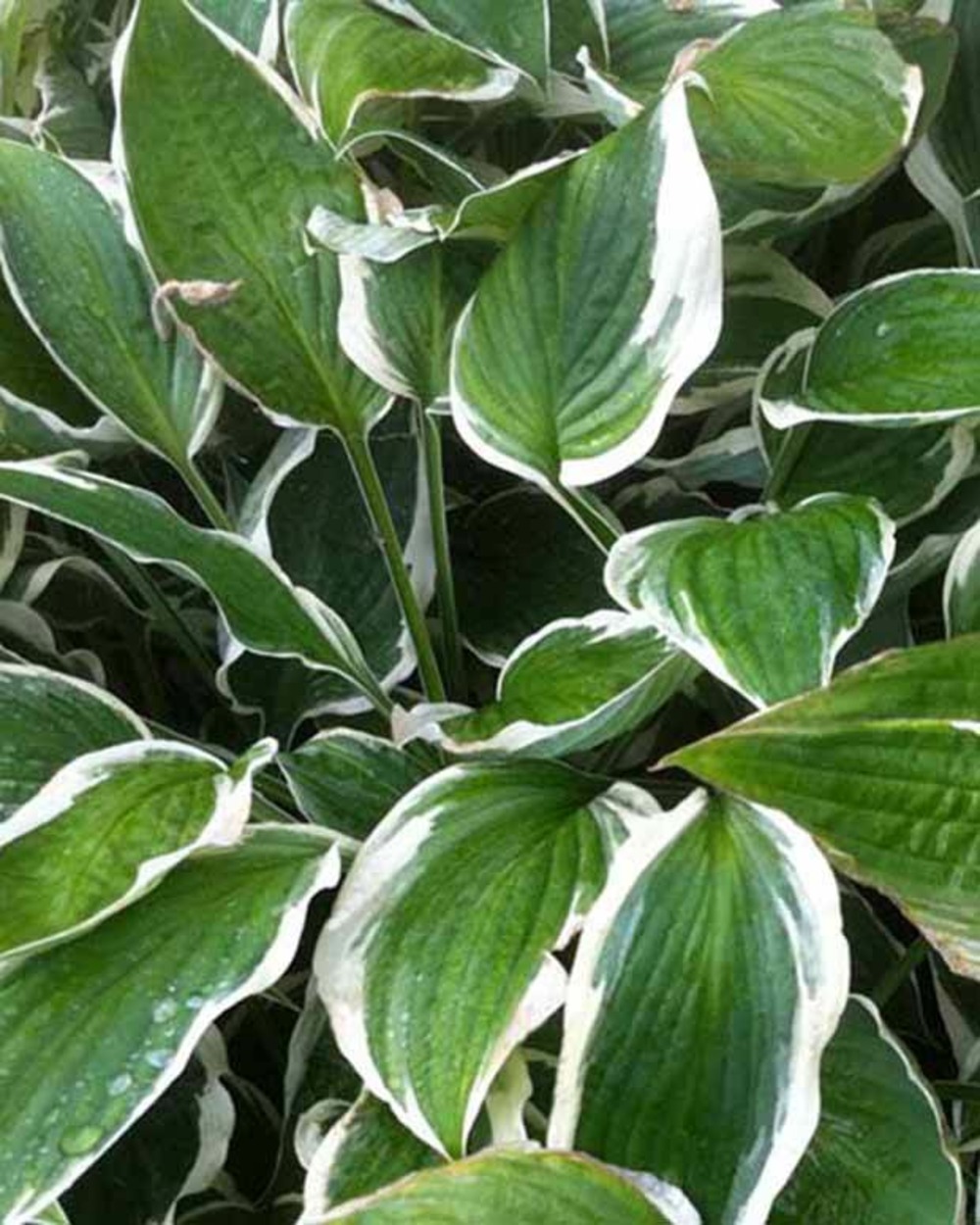 Hosta zager's white edge - le pot / ø 9cm | Truffaut