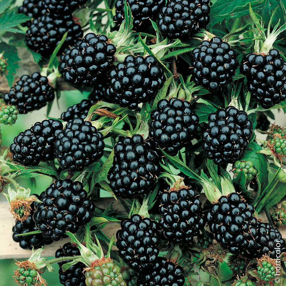 Mà»rier reuben ou ronce à fruits le plant | Truffaut