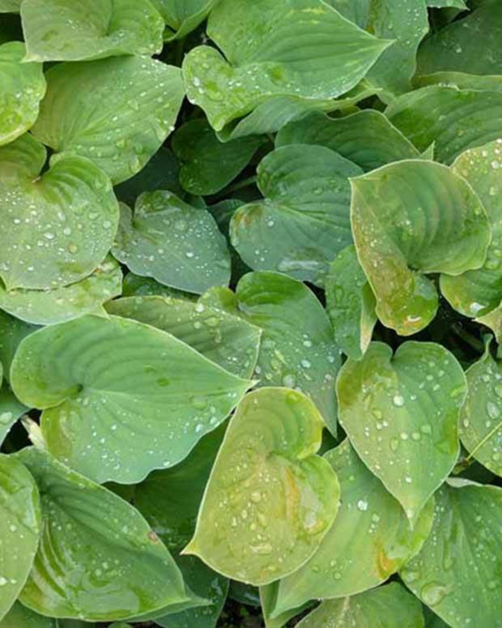 Hosta special gift funkia - le pot / ø 9cm | Truffaut