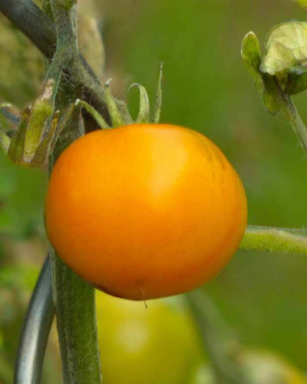 3 plants de tomate orange queen - les 3 plants / ø 10.5cm | Truffaut