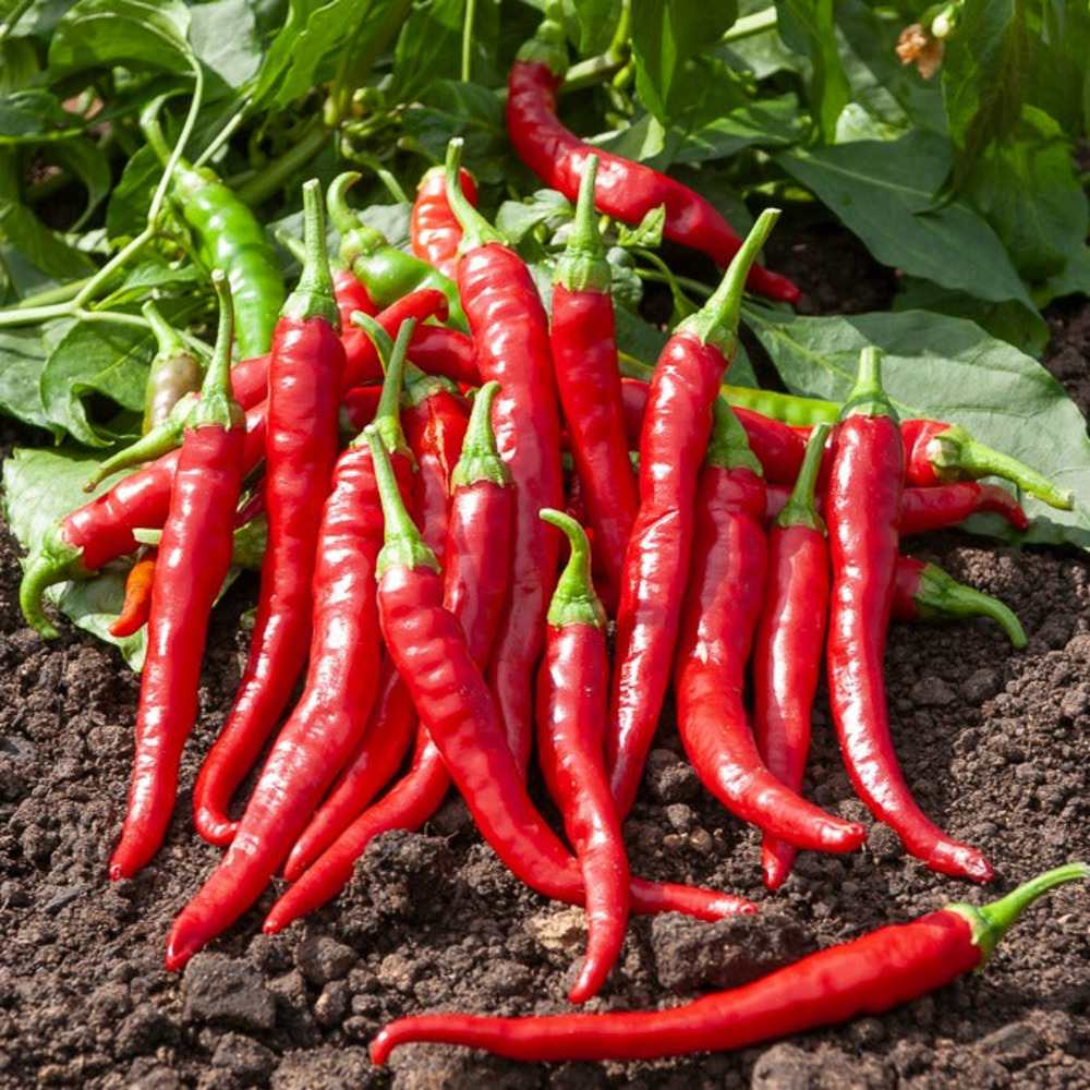 Piment de cayenne, le sachet / 1g / ±150 graines | Truffaut