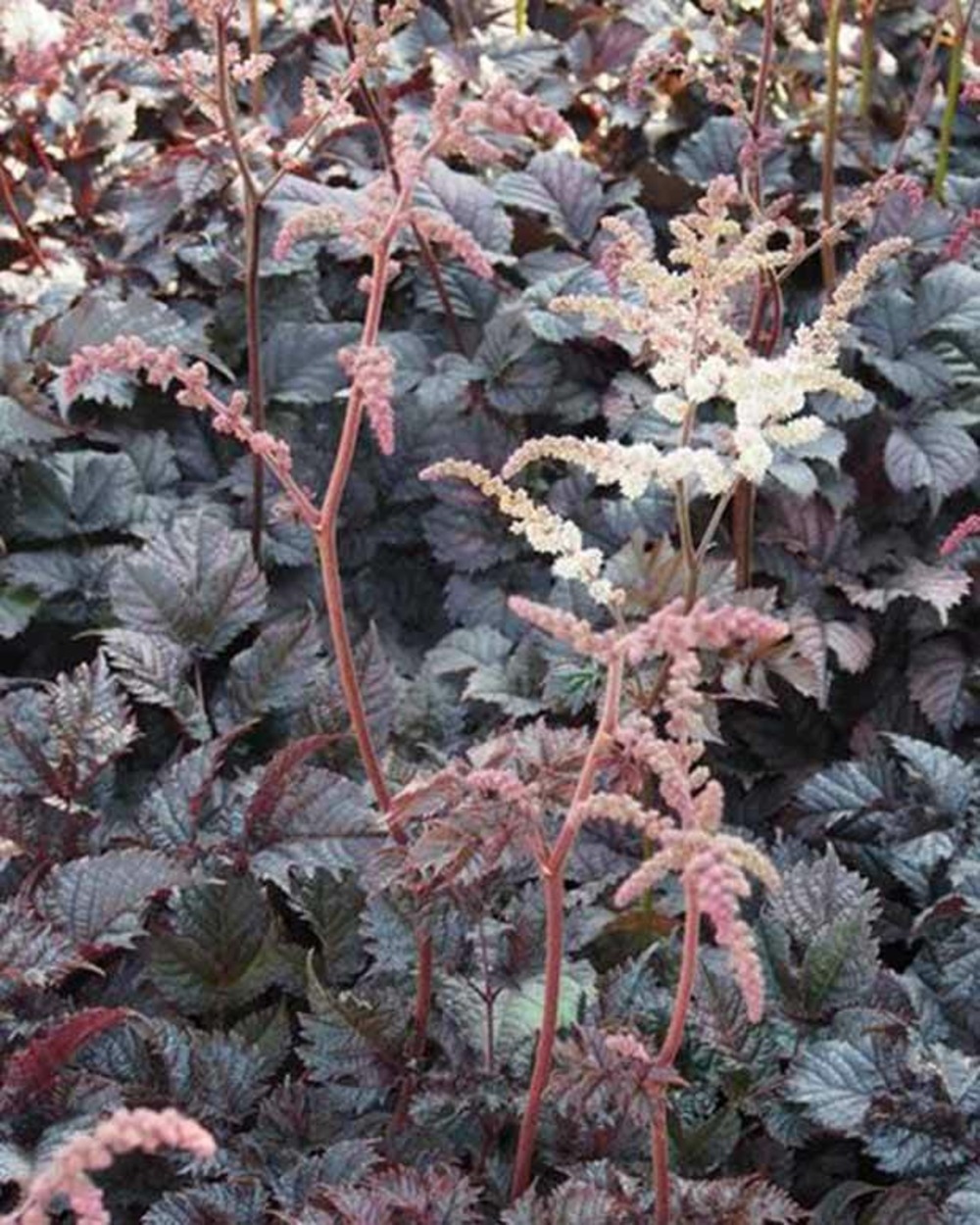 Astilbe hybride chocolate shogun - le pot / ø 9cm | Truffaut