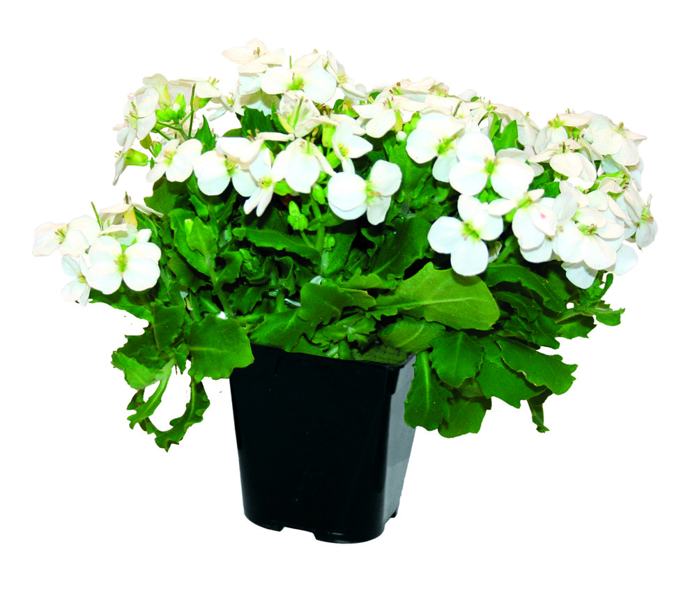 Arabis alpina pot 1 l | Truffaut