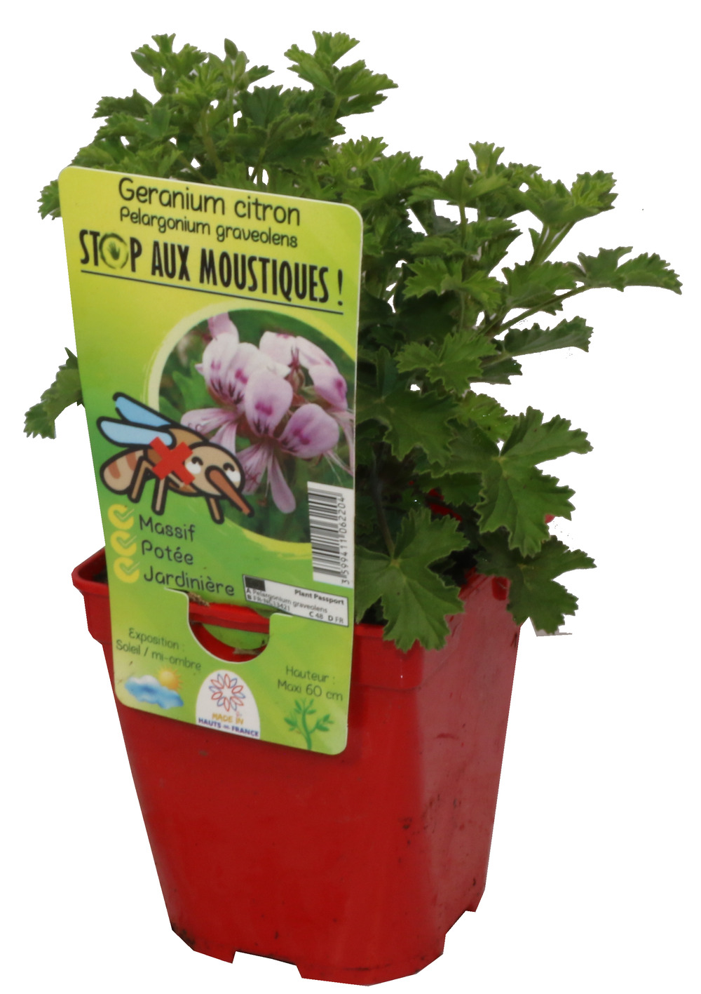 Pelargonium graveolens repousse moustique pot 13 cm | Truffaut