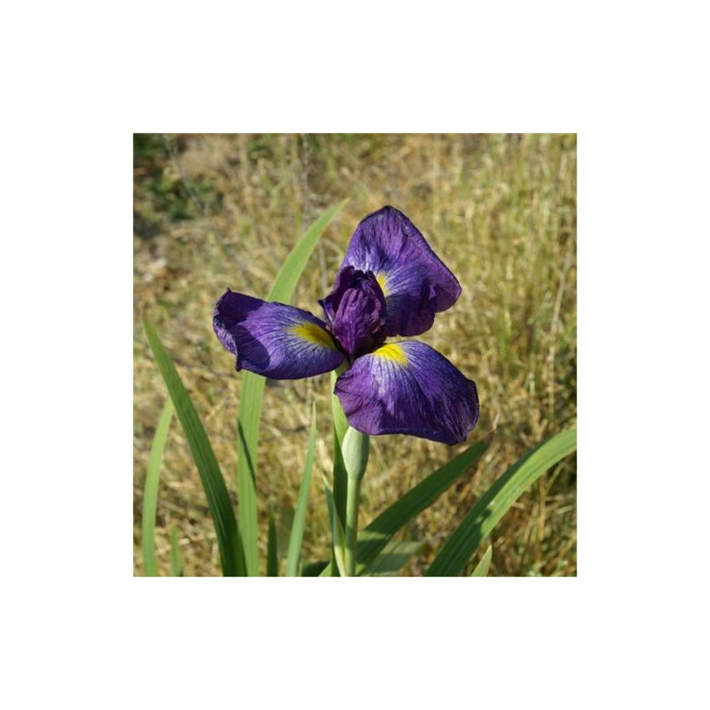 Iris japonais fuji-yama lot de 3 godets | Truffaut