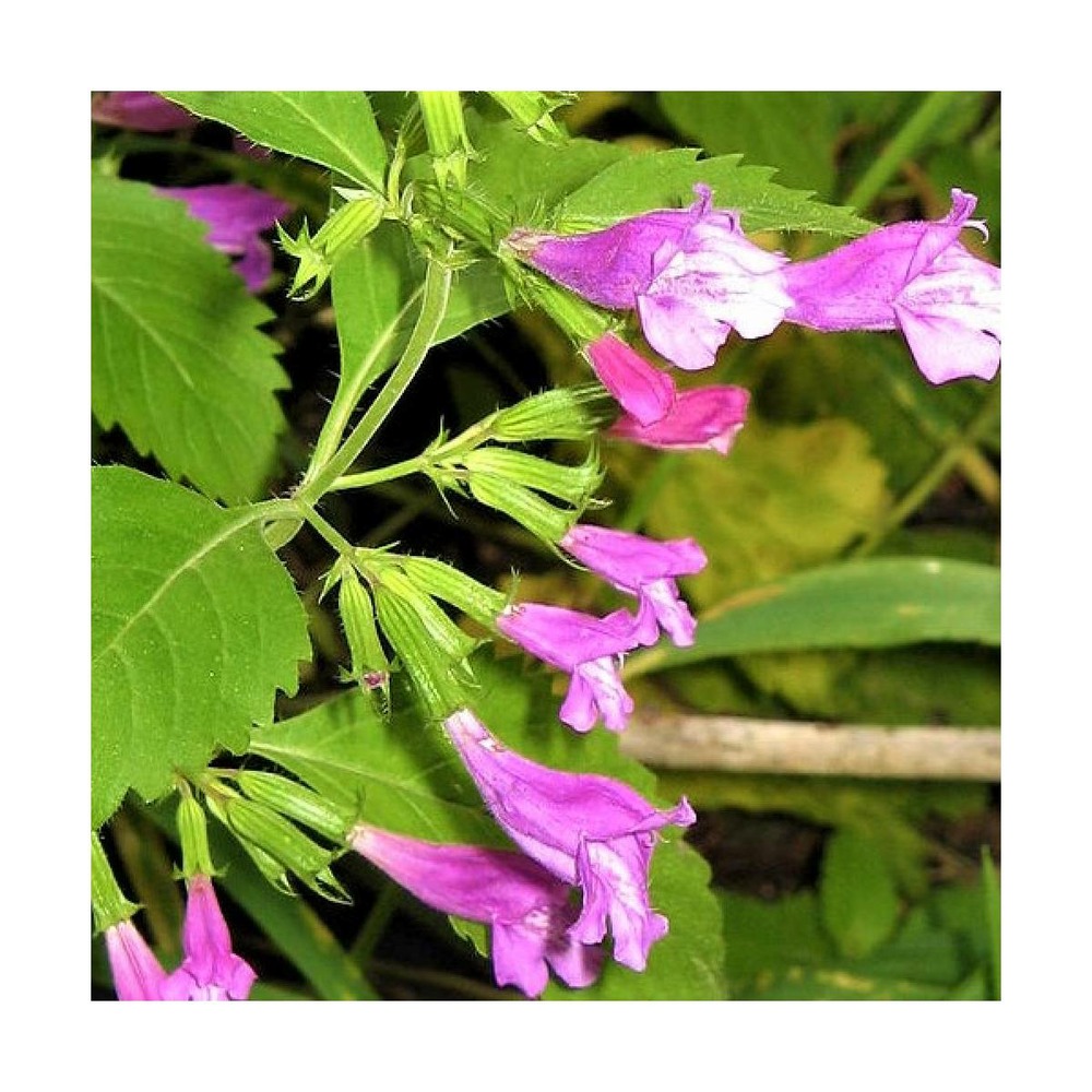 Calament à grandes fleurs/calamintha grandiflora[-]lot de 5 godets ...